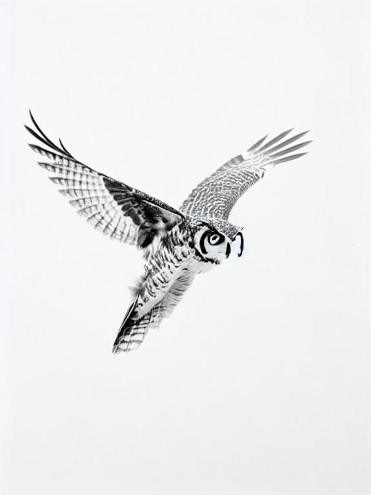 Great Horned Owl B&W Pencil Drawing 1 Bird Art Print by Featherline – Fy!