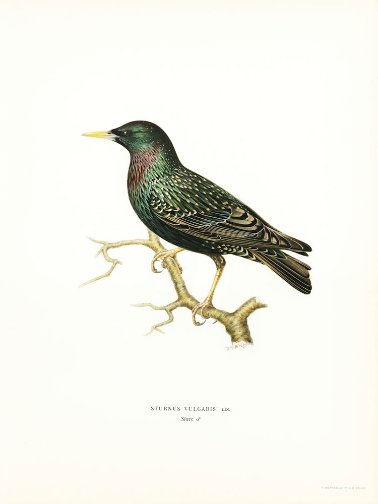 European Starling (Sturnus Vulgaris), The Von Wright Brothers Art Print ...