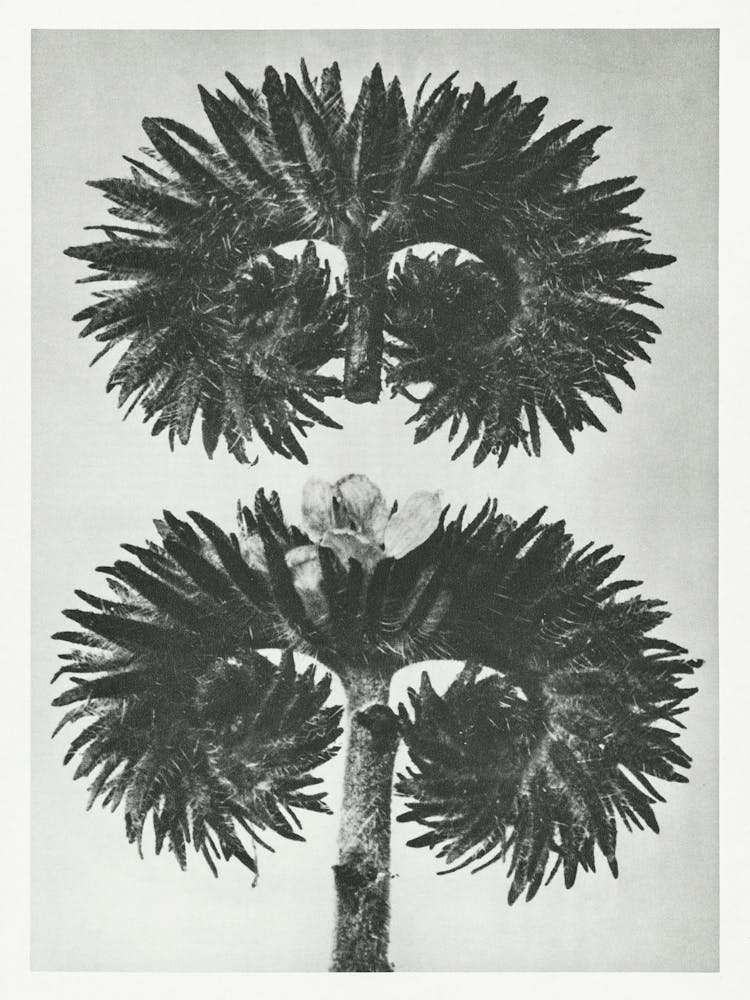 Lacy Phacelia (1928), Karl Blossfeldt 1 Art Print by Fy! Classic Art ...