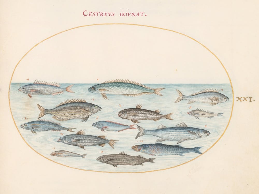 Aquatic and Shellfish Animals (c. 1575-1580), Joris Hoefnagel Art Print ...