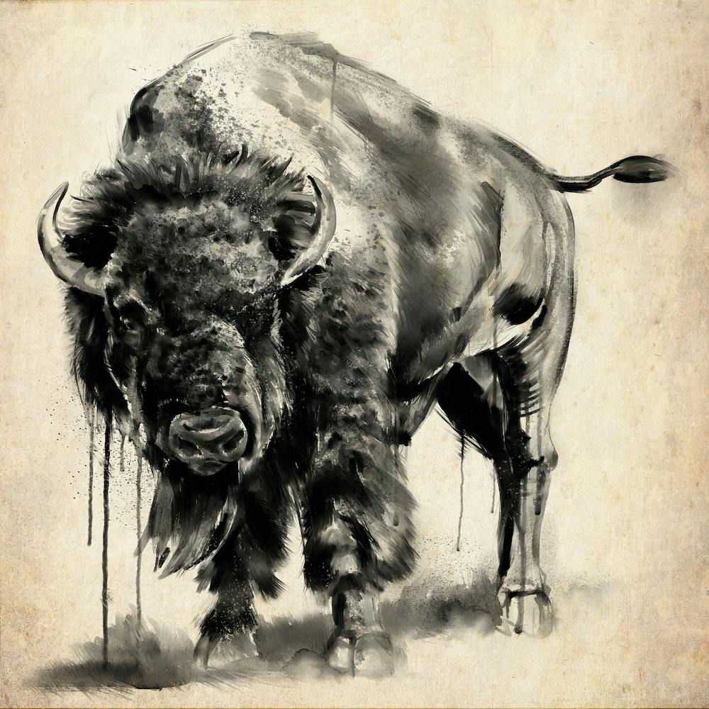 American Bison Study Art Print by Shawn Conn Art – Fy!