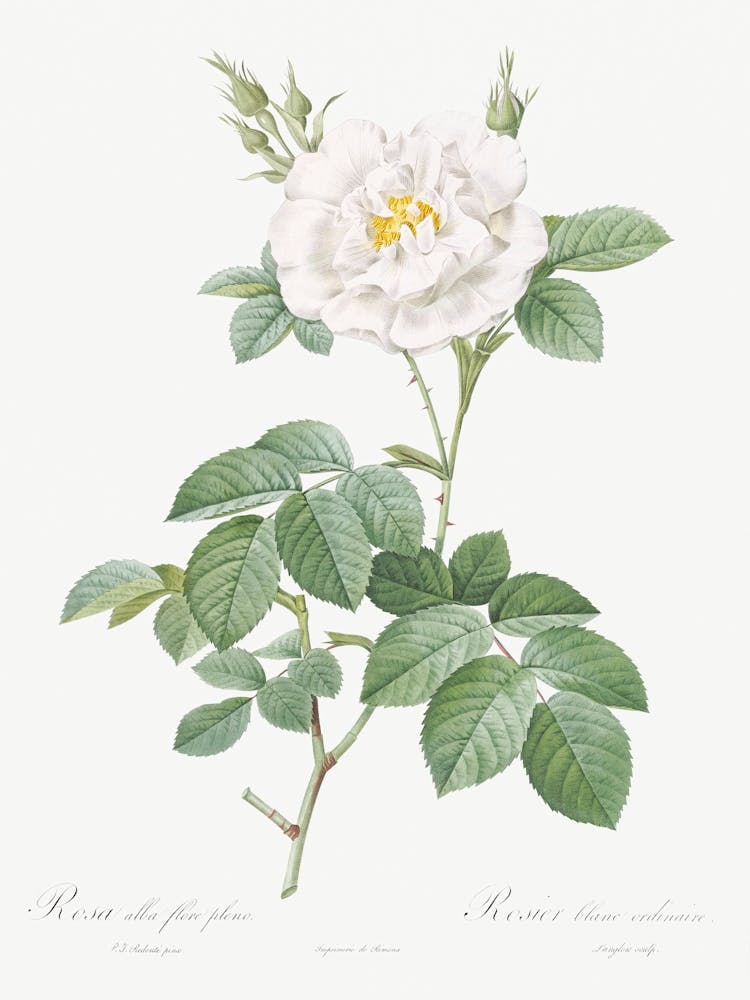 Rosa Alba Flore Pleno, Pierre Joseph Redoute Art Print by Fy! Classic ...