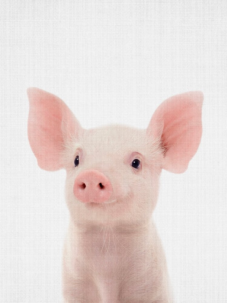 Peekaboo Pig Art Print by Lila and Lola – Fy!