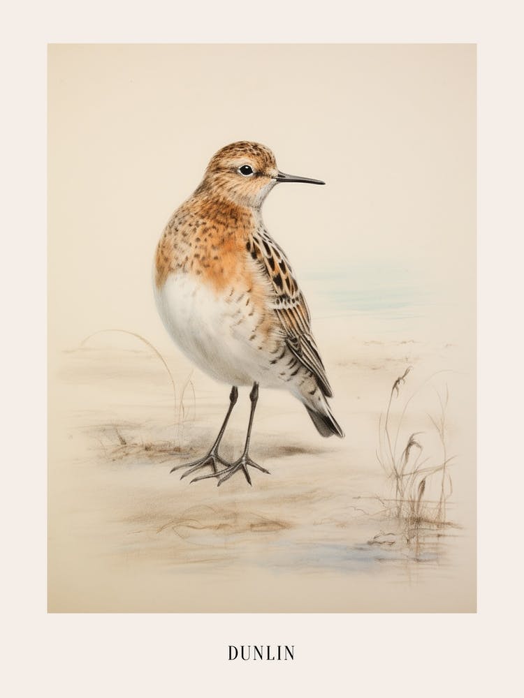 Vintage Bird Drawing Dunlin 3 Poster Art Print by Feathered Muse – Fy!
