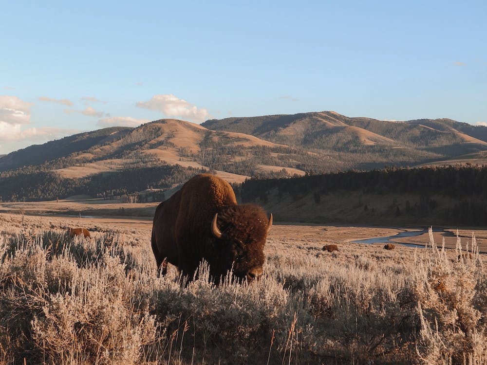 Western Bison Scenery Art Print by Western Range – Fy!