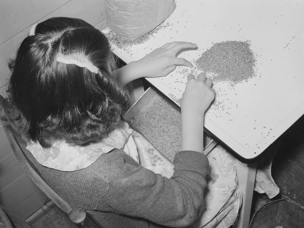 Mexican Girl Removing Shells From Small Pieces Of Pecan Meats, This Is ...