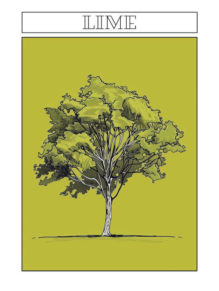 Lime Tree Minimalistic Drawing 3 Poster Art Print by Bough And Bloom ...
