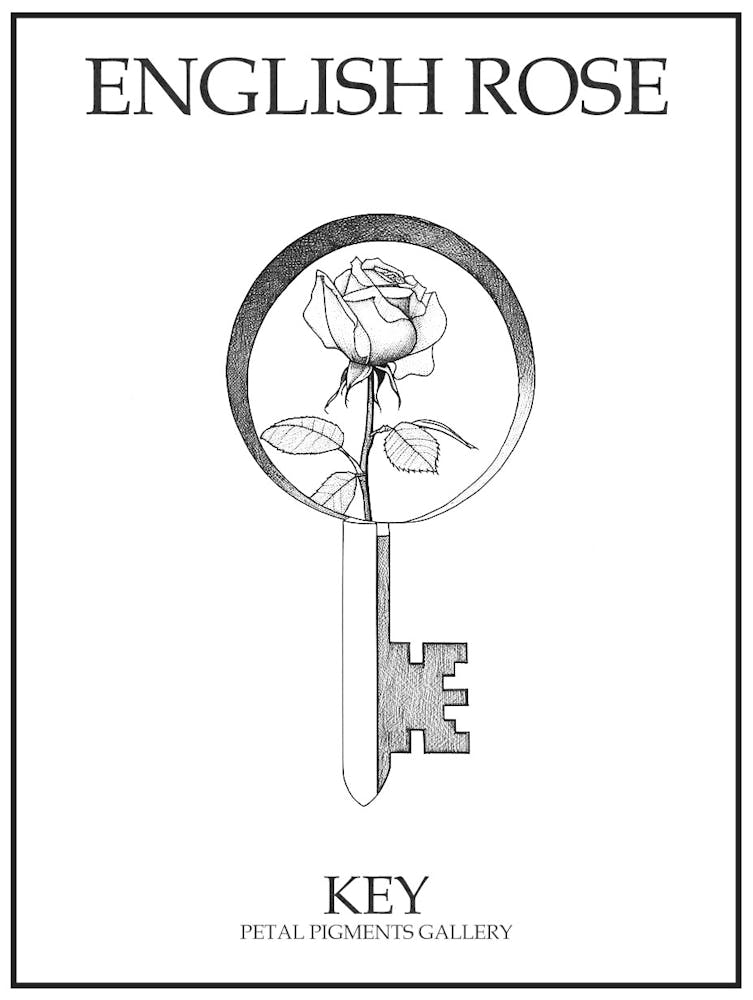 English Rose Key Line Drawing 1 Poster Art Print by Petal Pigments – Fy!