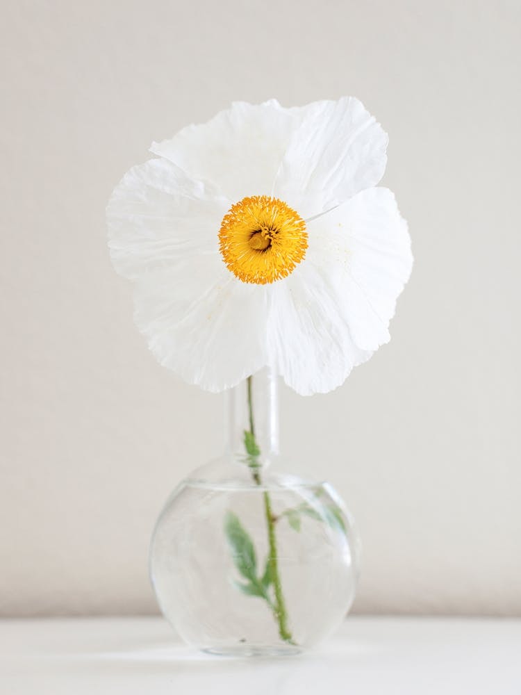Matilija Poppy Art Print by Sherman Photography – Fy!
