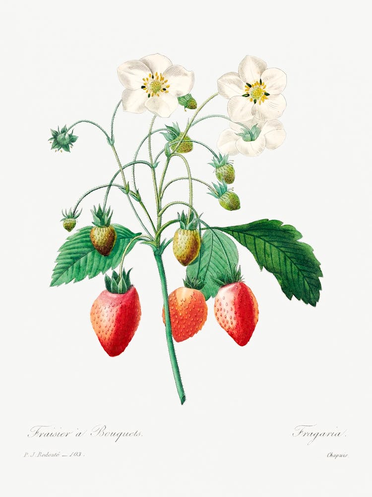 Strawberry, Pierre Joseph Redoute Art Print by Fy! Classic Art Prints ...