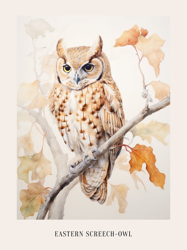 Vintage Bird Drawing Eastern Screech Owl 1 Poster Art Print by ...