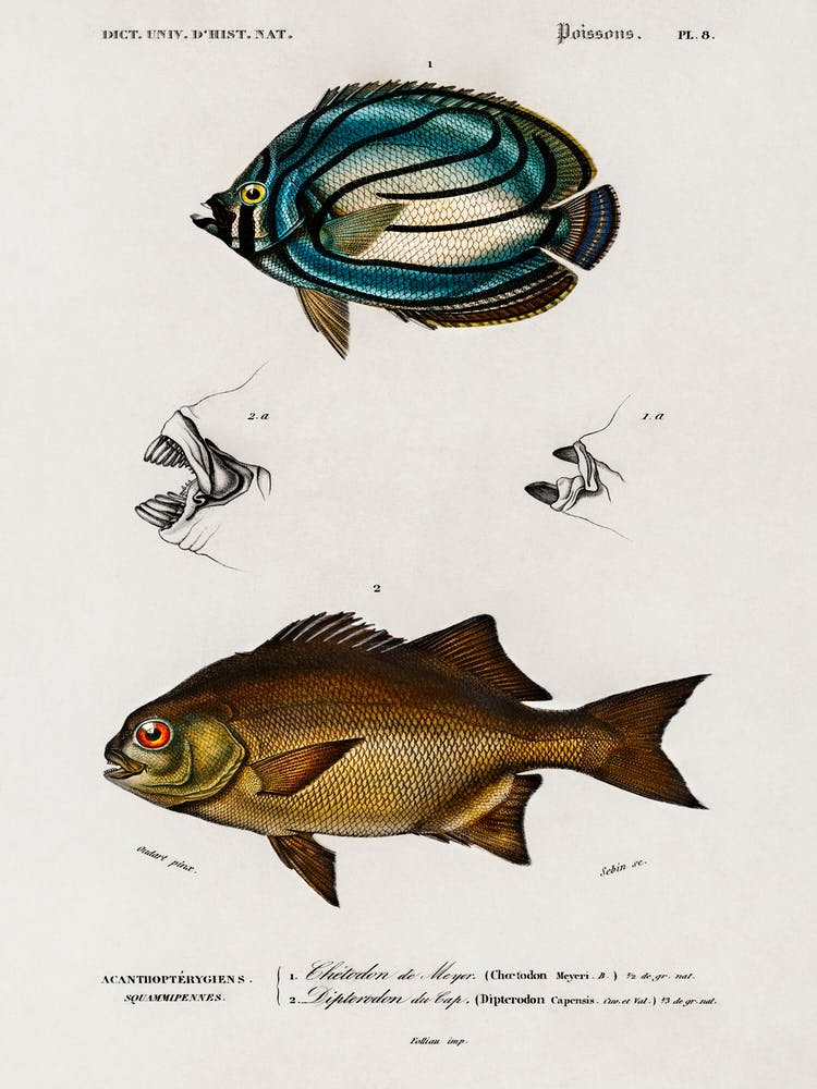 Different Types Of Fishes, Charles Dessalines D'Orbigny 4 Art Print by ...