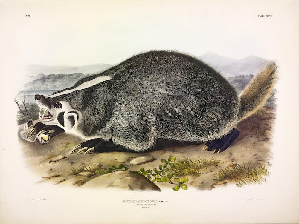 American Badger, John James Audubon Art Print by Fy! Classic Art Prints ...