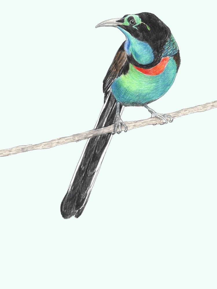 Splendid Astrapia Bird Mint & Black Art Print by Christine Berrie ...