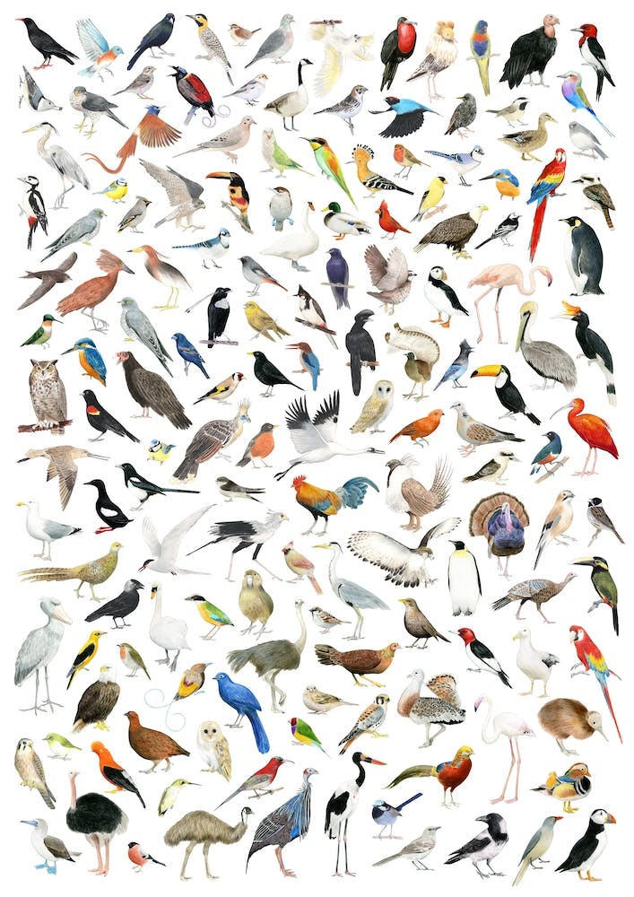 150 Birds Of The World Art Print by Christine Berrie Illustration – Fy!