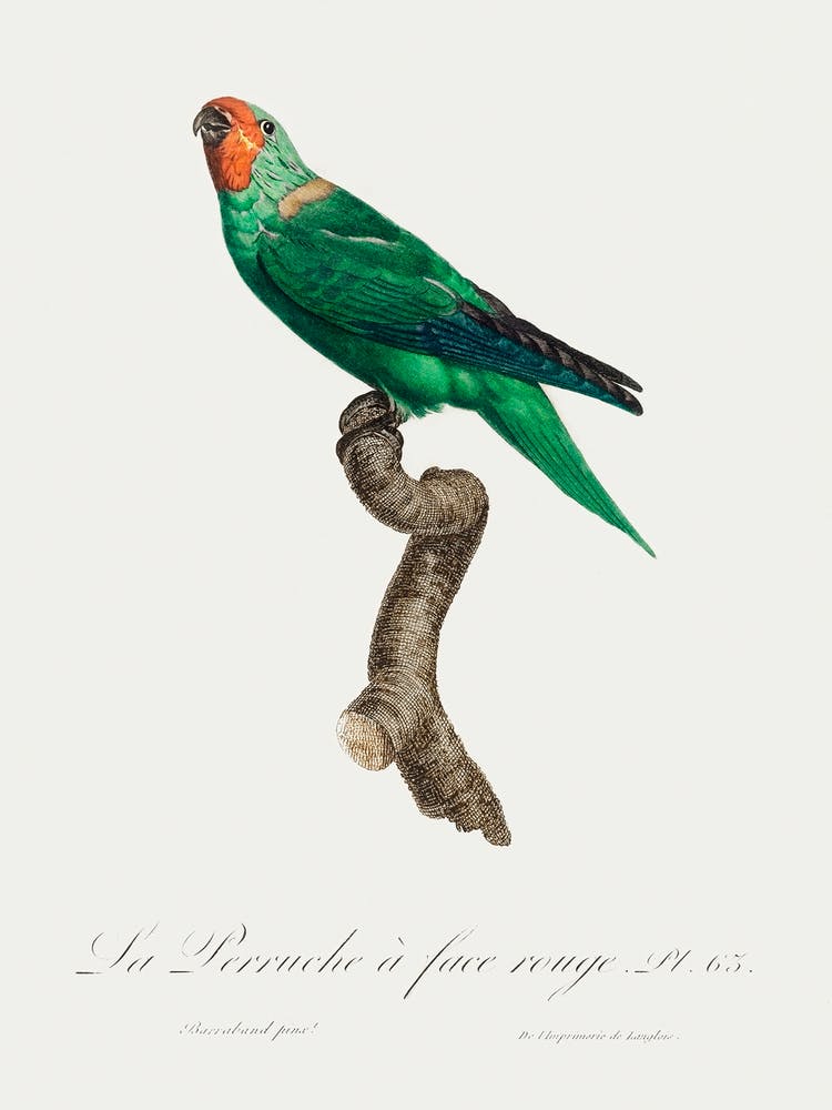 The Red Faced Parrot From Natural History Of Parrots, Francois ...
