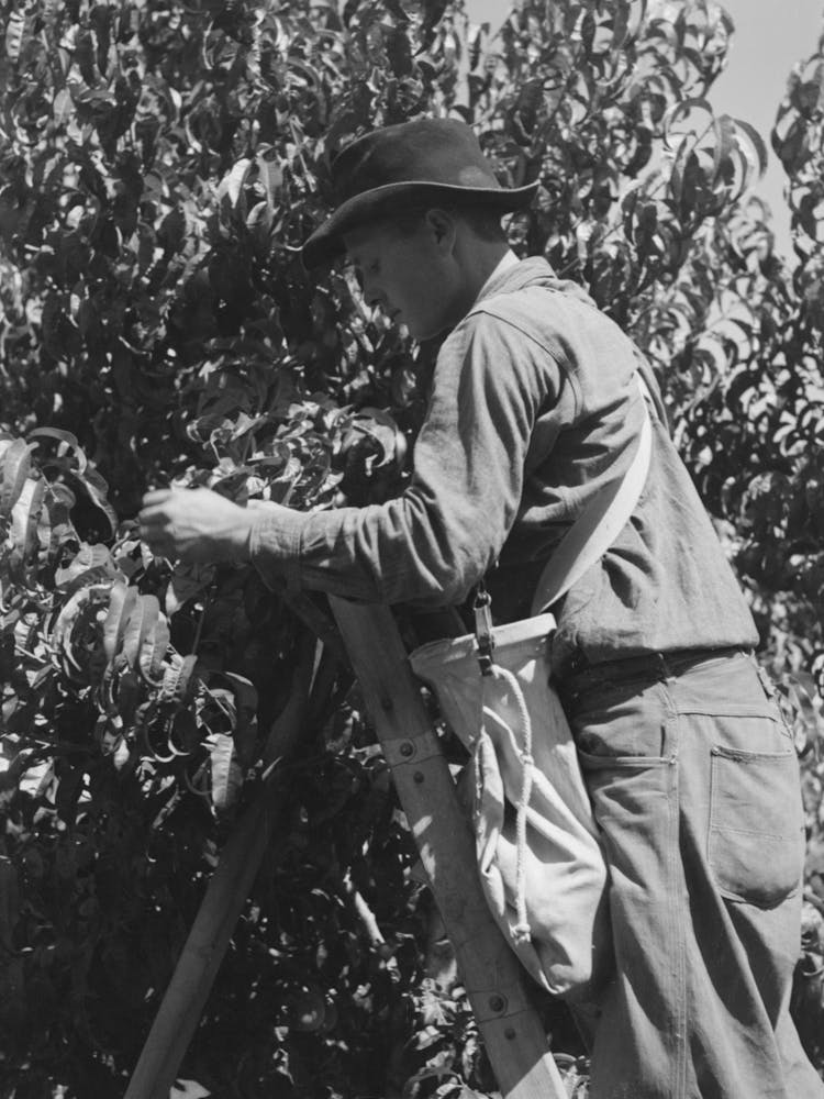 Untitled Photo, Possibly Related To Fruit Pickers Moving Ladders To ...