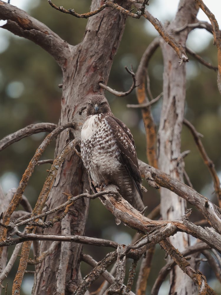 Angry Hawk Art Print by Western Range – Fy!