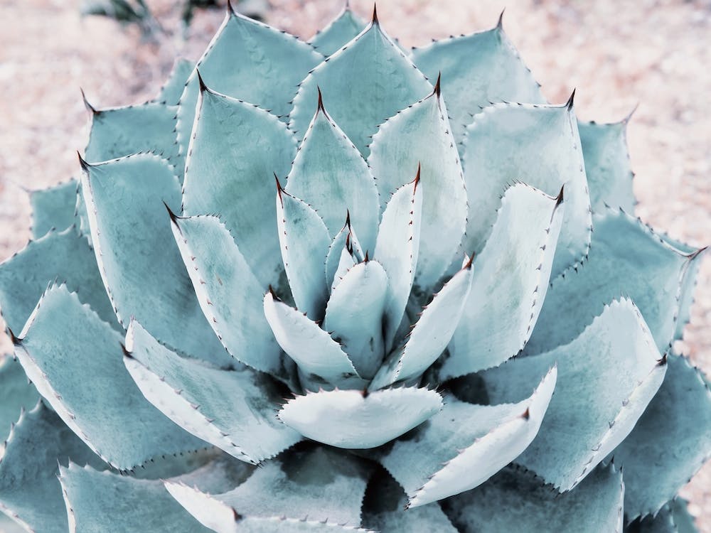 Blue Desert Agave Art Print by Inkish Prints – Fy!