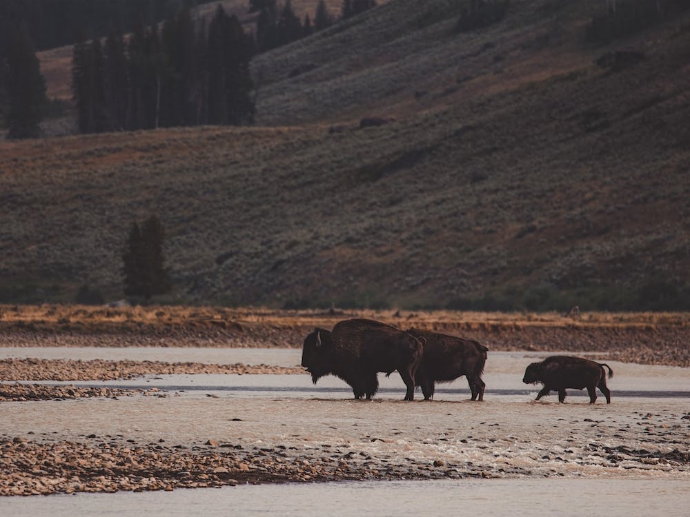 Bison River Landscape Art Print by Western Range – Fy!
