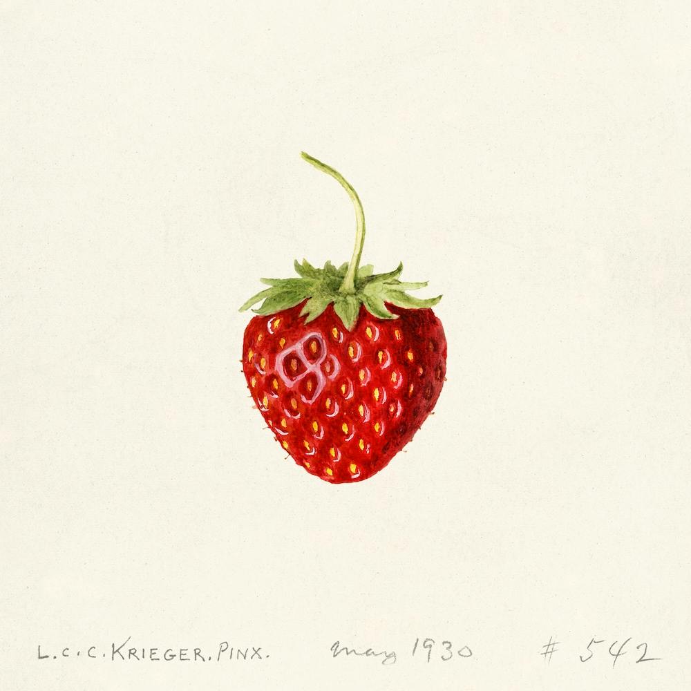 Strawberry, Louis Charles Christopher Krieger Art Print by Fy! Classic ...