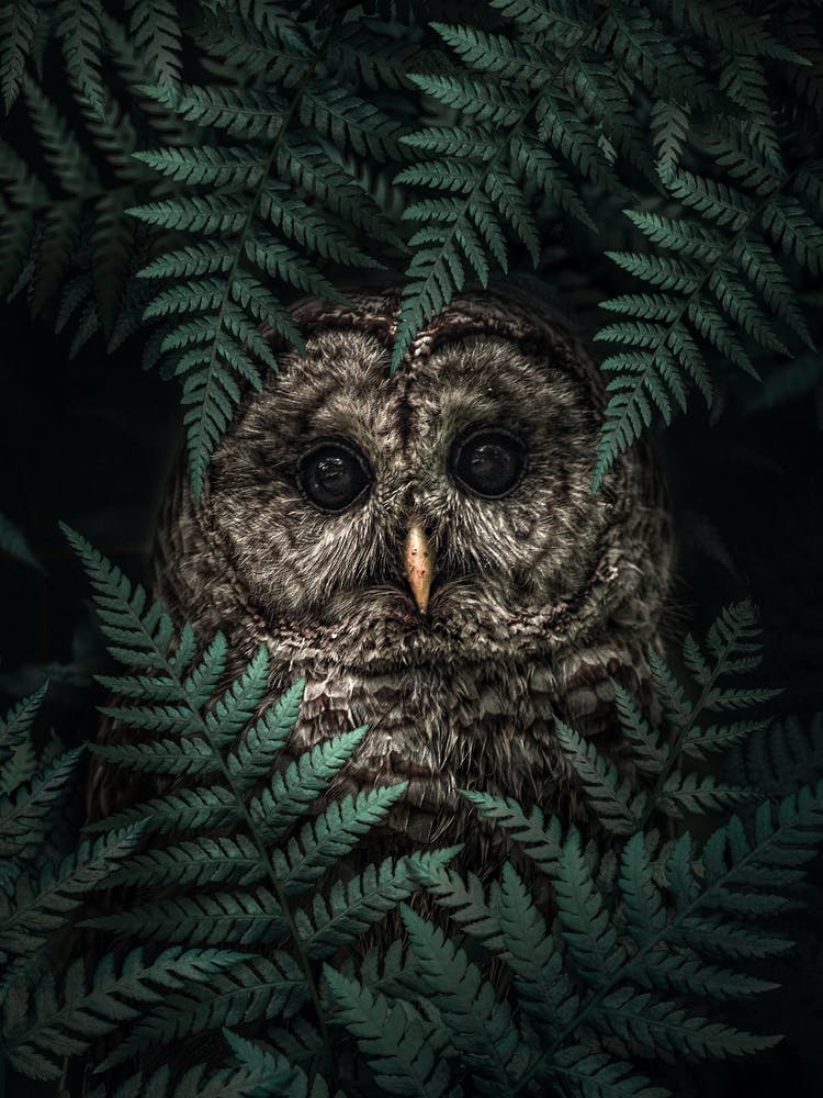 The Owl in Ferns Art Print by Arizrab – Fy!