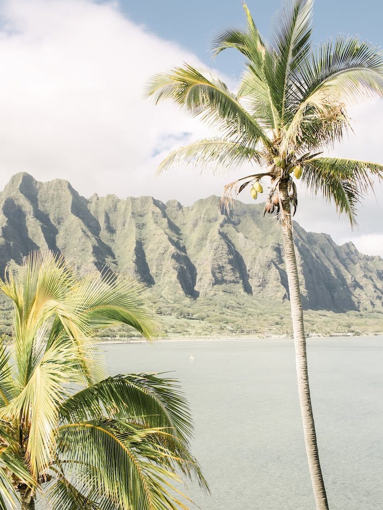 Palm Tree Ocean View Art Print by Indio Page – Fy!