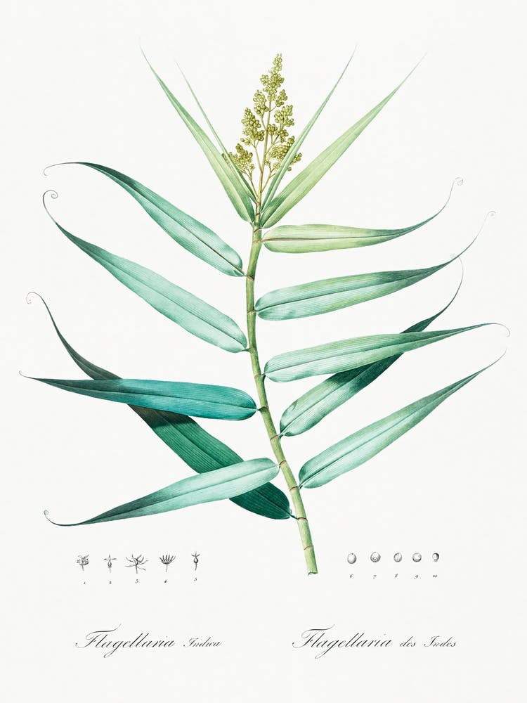 Bush Cane, Pierre Joseph Redoute Art Print by Fy! Classic Art Prints ...