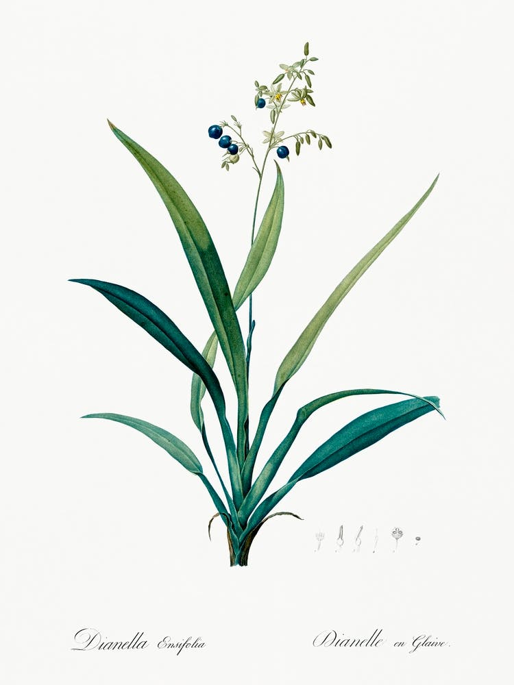 Flax Lilies, Pierre Joseph Redoute Art Print by Fy! Classic Art Prints ...