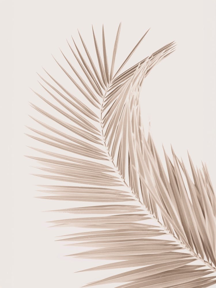 Neutral Palm Art Print by Sisi and Seb – Fy!