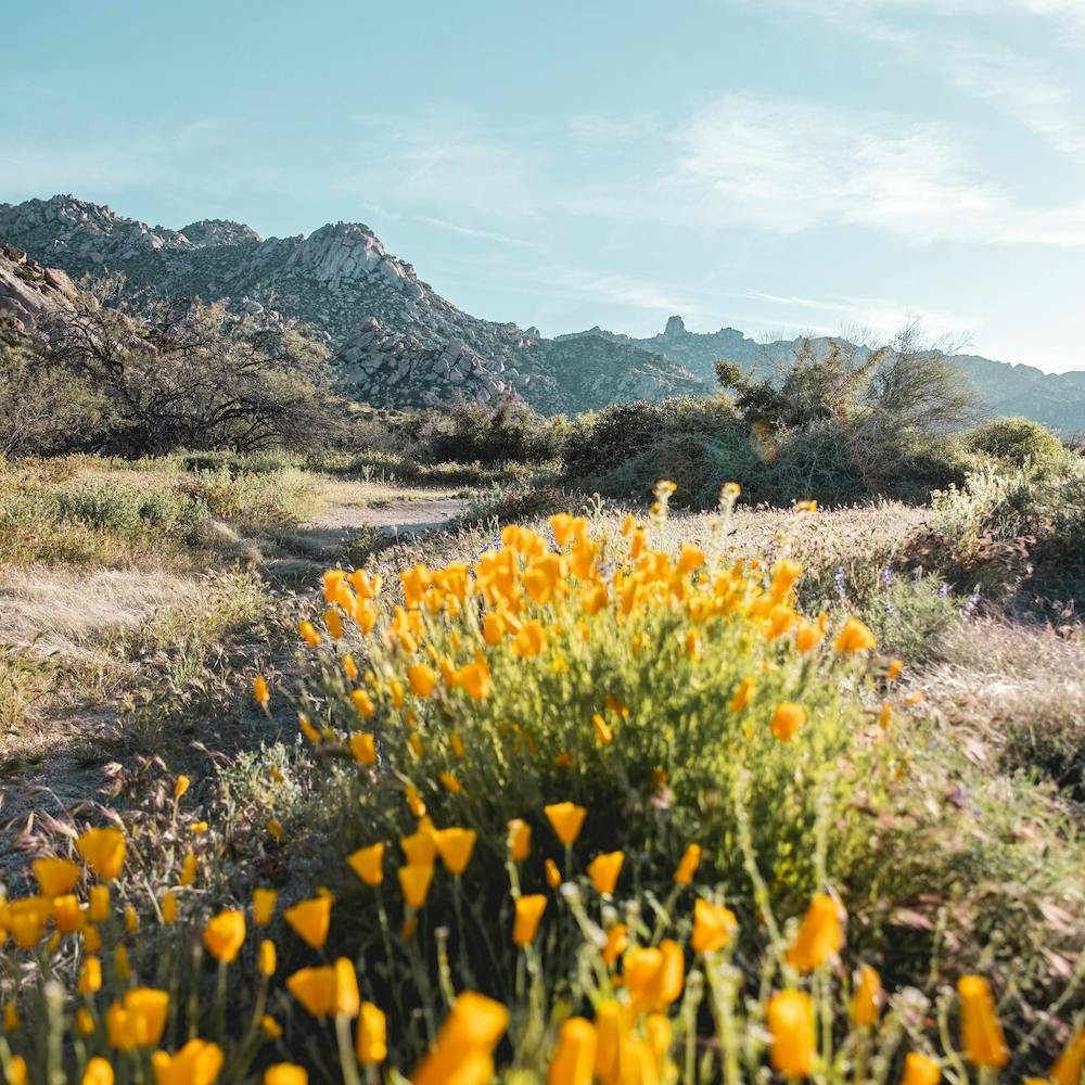 Yellow Flowers Square Art Print by Erica Fuchs Photography – Fy!