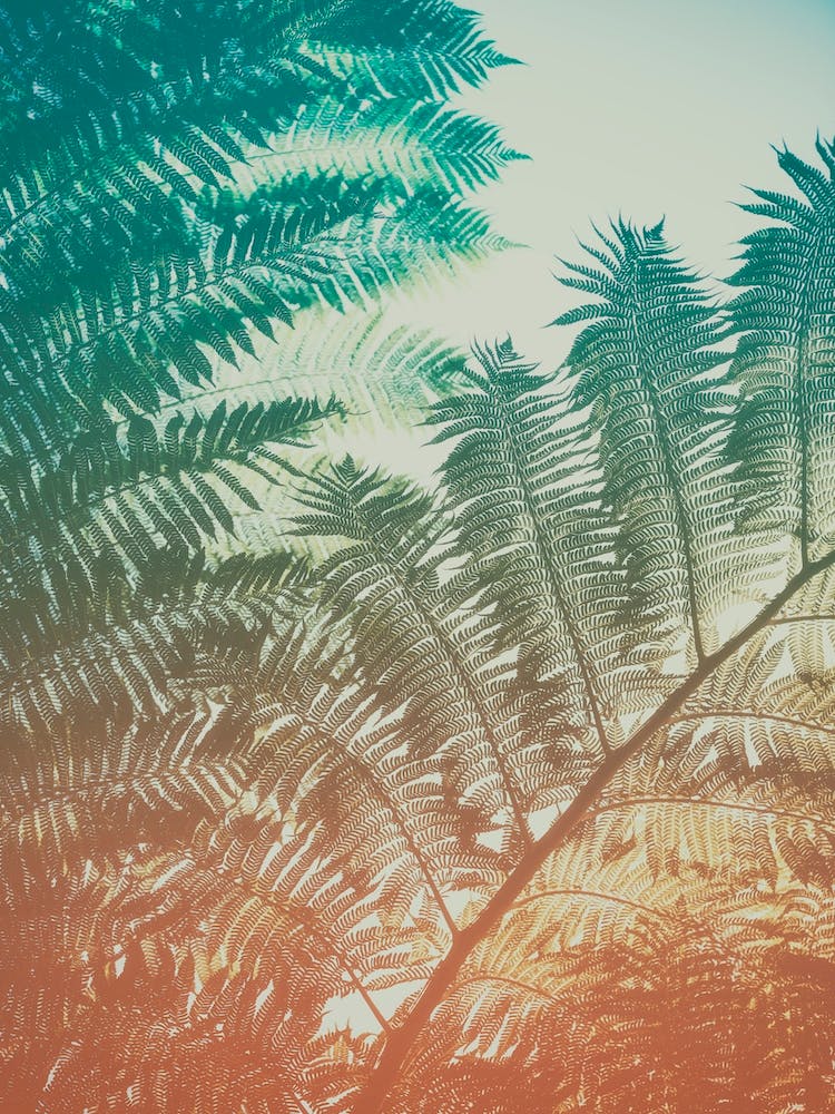 Ferns III Art Print by Pascal Deckarm – Fy!