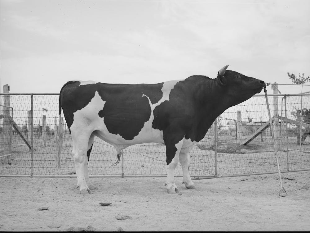 Pedigreed Holstein Herd Bull At The Casa Grande Valley Farms, Pinal ...