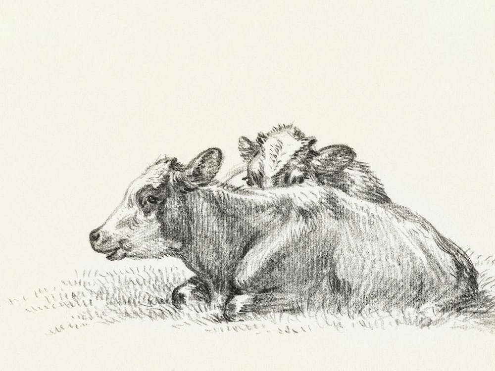 Two Lying Cows (1826), Jean Bernard Art Print by Fy! Classic Art Prints ...