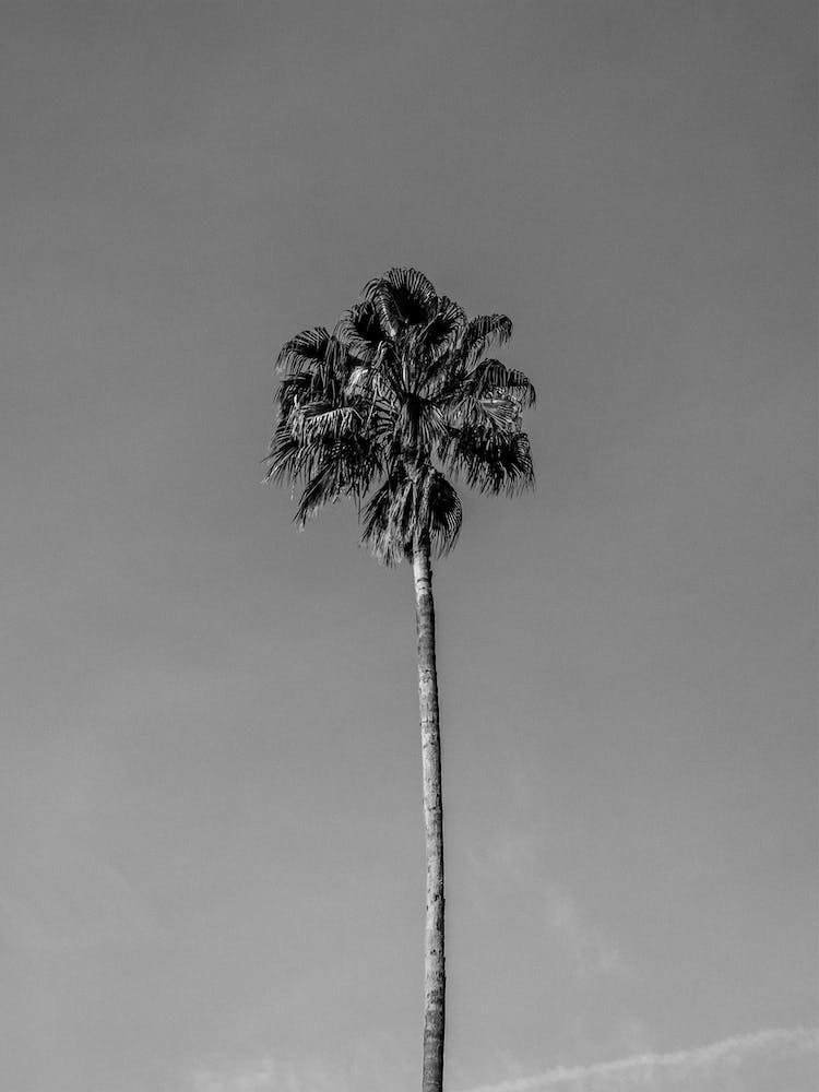 Palm Art Print by Joseph Gribben – Fy!