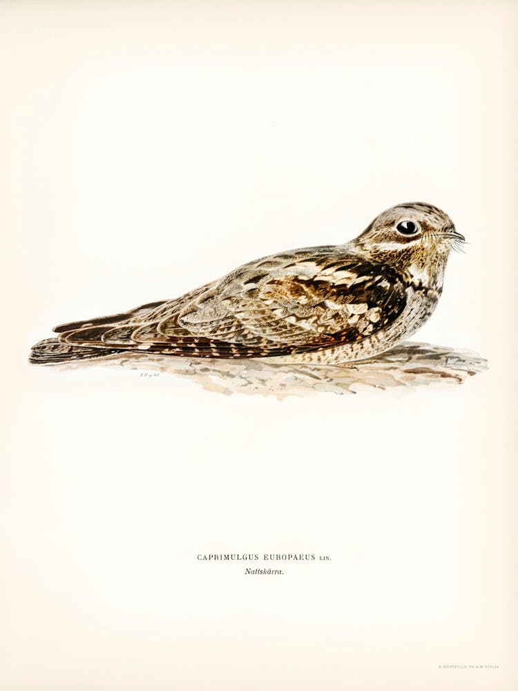 European Nightjar, The Von Wright Brothers Art Print by Fy! Classic Art ...
