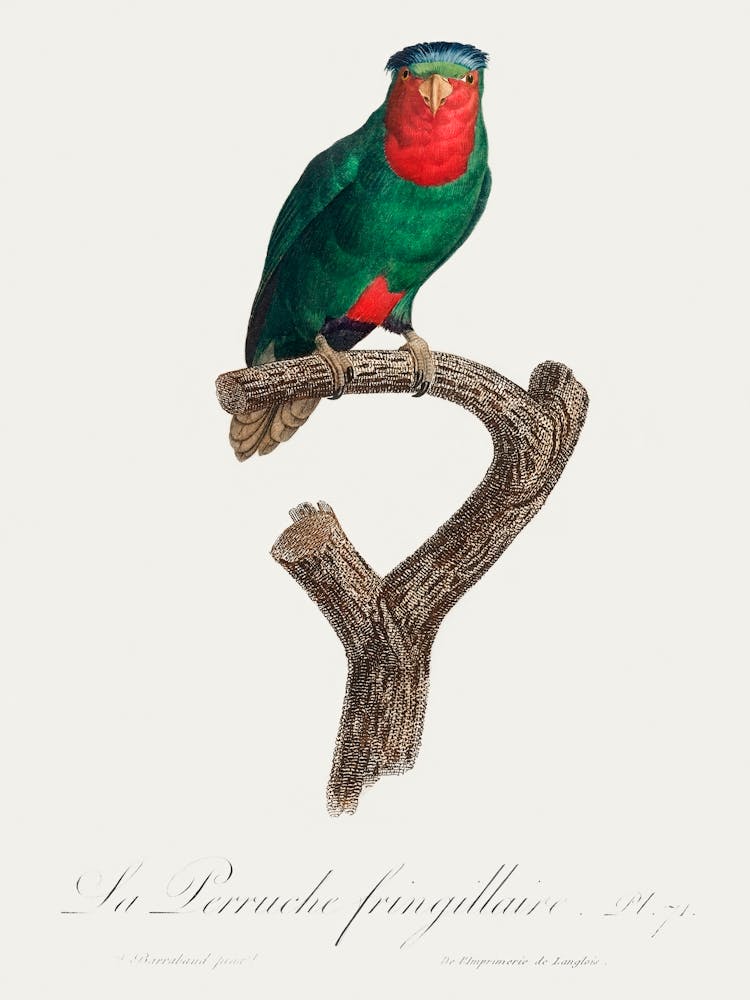 The Blue Crowned Lorikeet From Natural History Of Parrots, Francois ...
