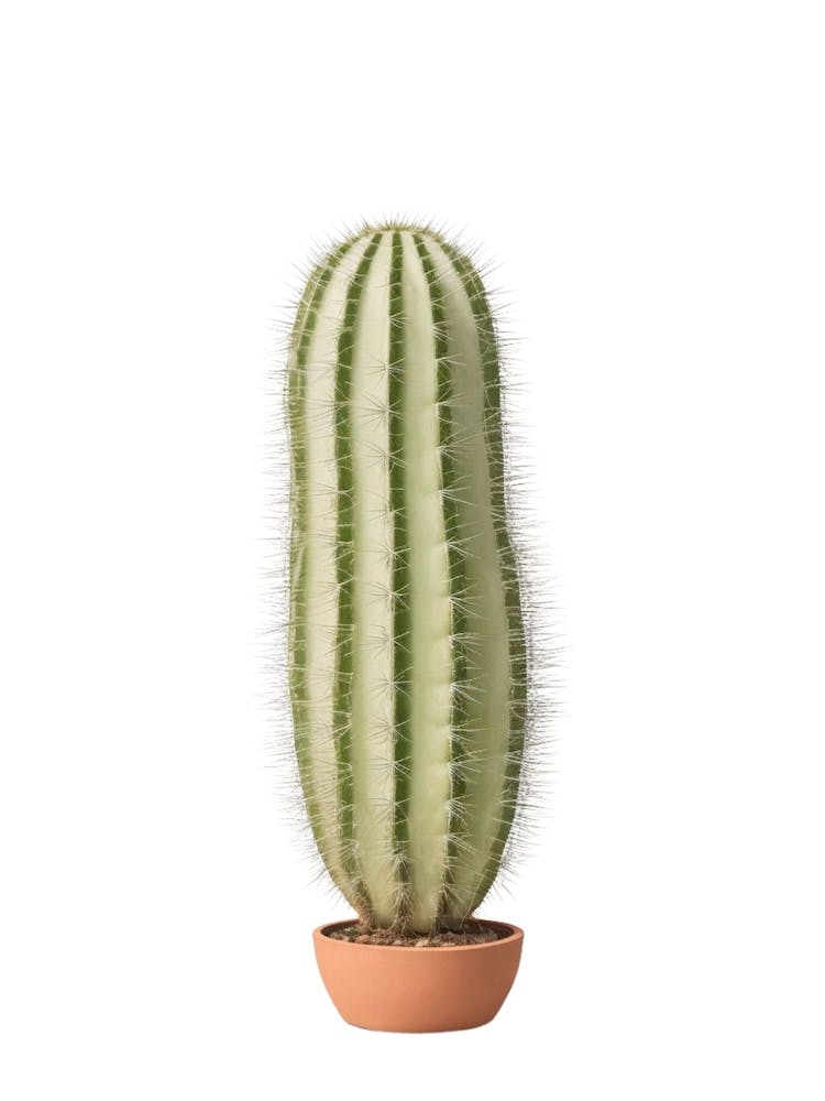 Cactus Portrait Minimalist And Modern Art Print by Vicky Hanggara – Fy!