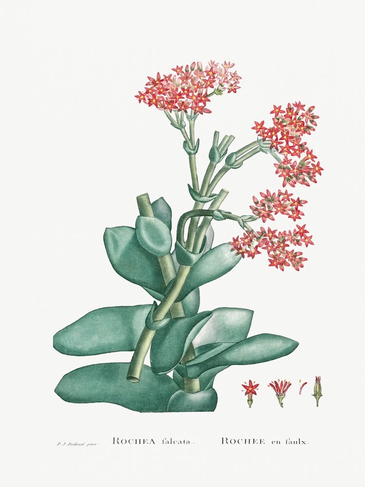 Rochea Falcata, Pierre Joseph Redoute Art Print by Fy! Classic Art ...