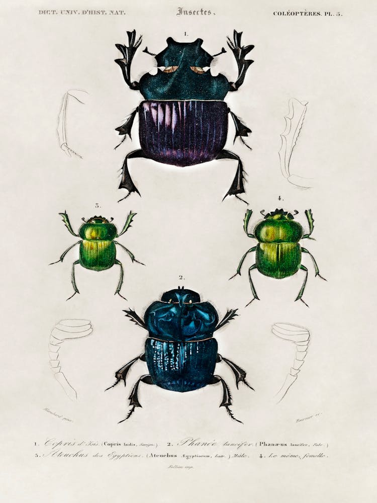 Different Types Of Insects, Charles Dessalines D'Orbigny 1 Art Print by ...