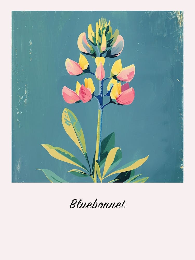 Bluebonnet 1 Square Flower Illustration Poster Art Print by Botanic ...