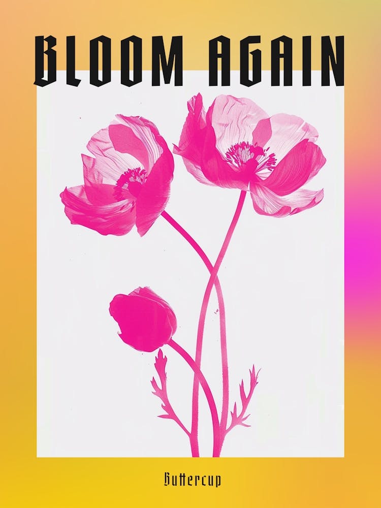Hot Pink Buttercup Poster Art Print by Botanic Studio – Fy!