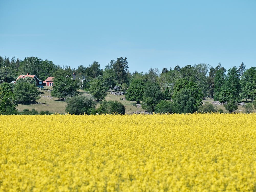 rapeseed field in Sweden Art Print by F64art – Fy!