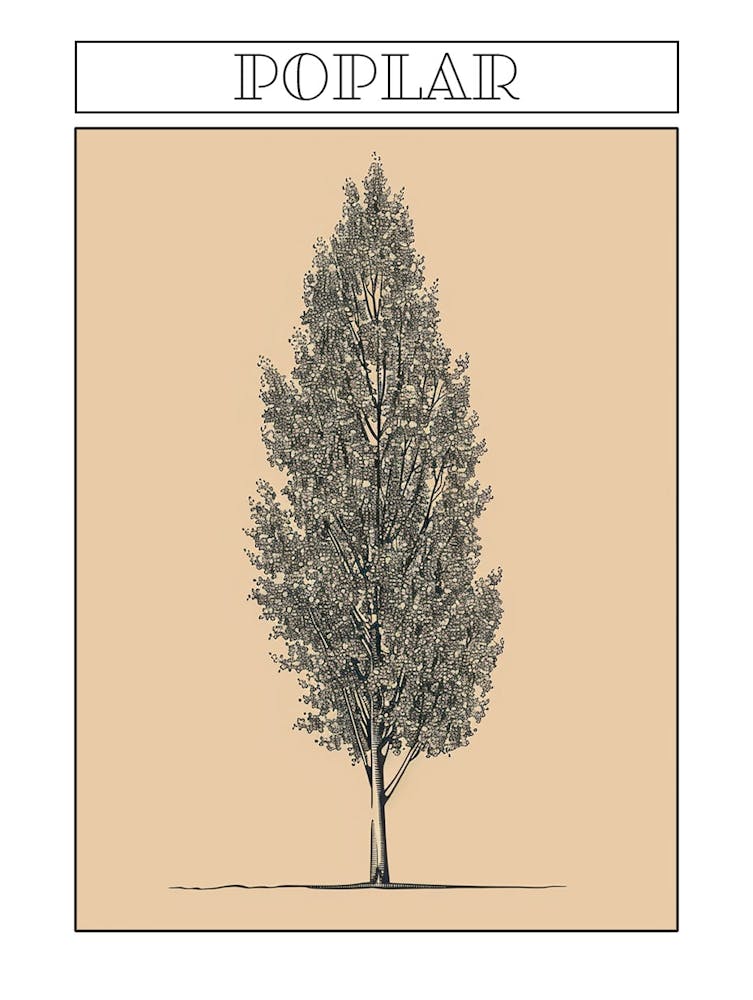 Poplar Tree Minimalistic Drawing 4 Poster Art Print by Bough And Bloom ...