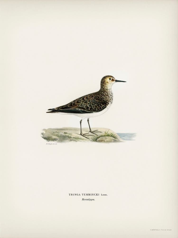Temminck S Stint (Tringa Temminckii), The Von Wright Brothers Art Print ...