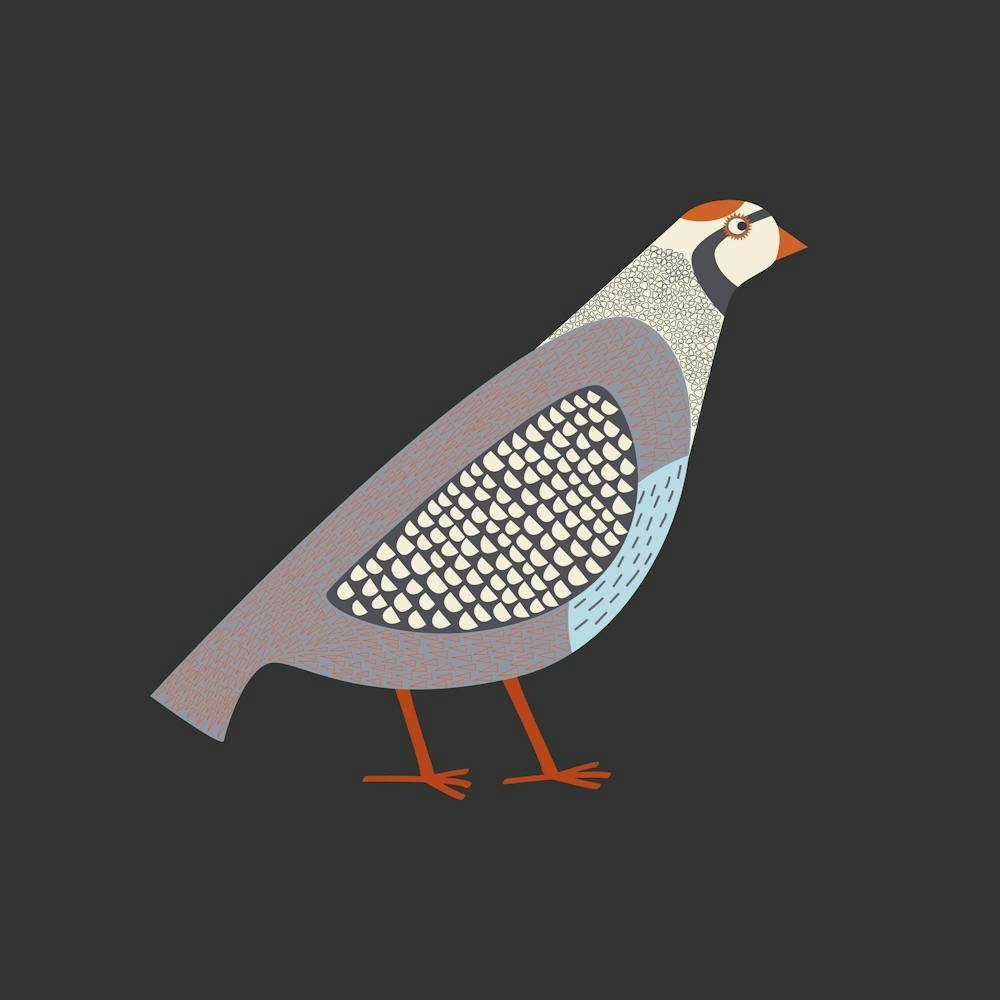 Partridge Game Bird Dark Art Print by Nic Squirrell – Fy!