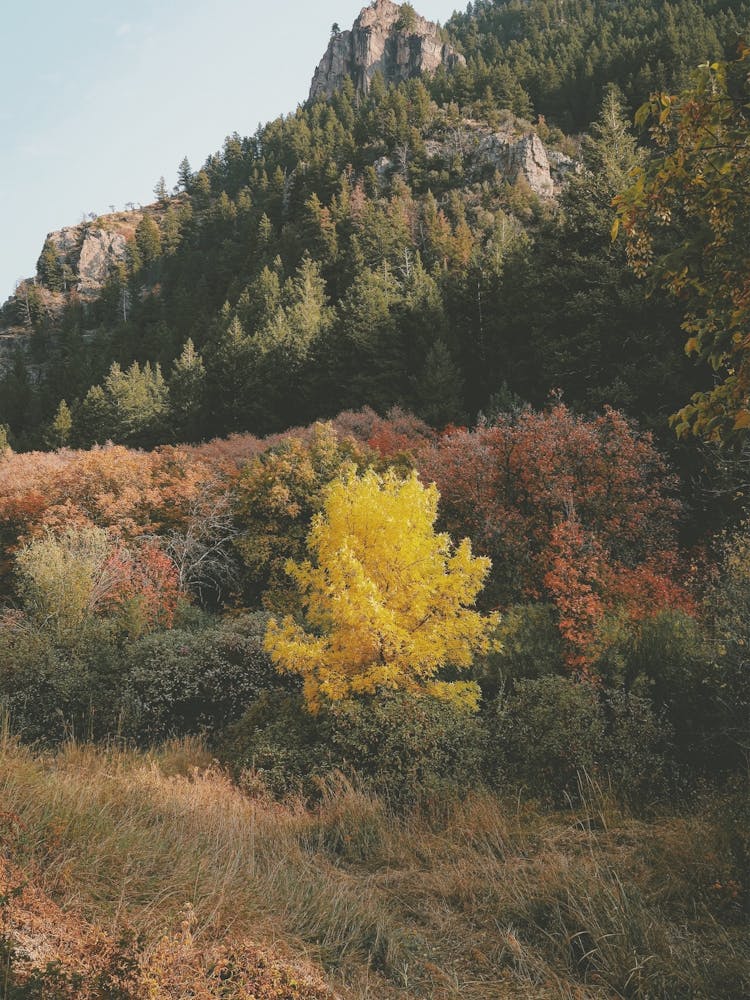 First Autumn Leaves Art Print by Golden Saguaro – Fy!