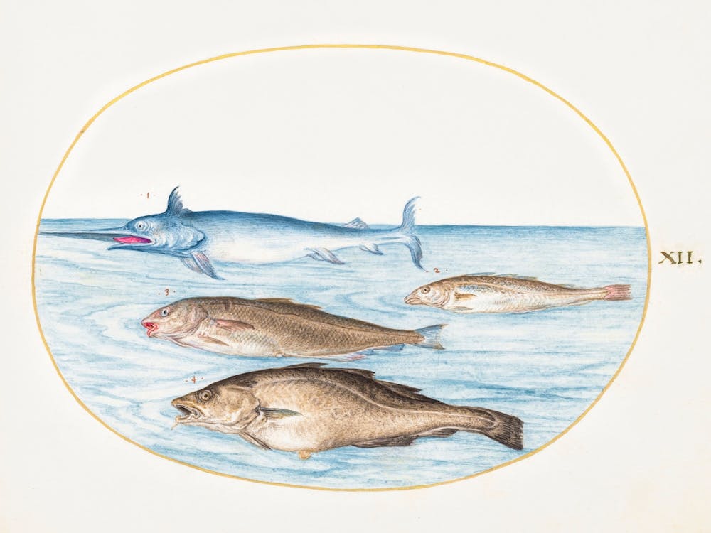 Swordfish And Three Other Fish (1575–1580), Joris Hoefnagel Art Print ...
