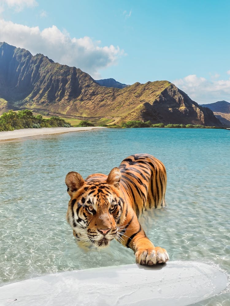 Tiger And Surfboard Art Print by Gal Design – Fy!