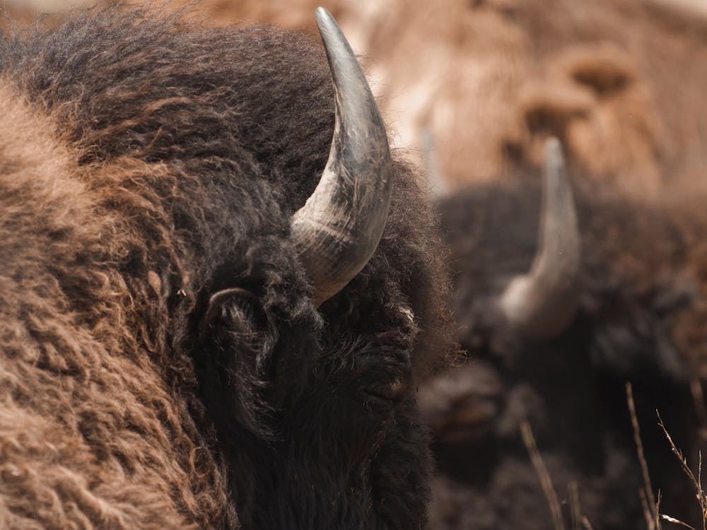 Bison Textures Art Print by Western Range – Fy!